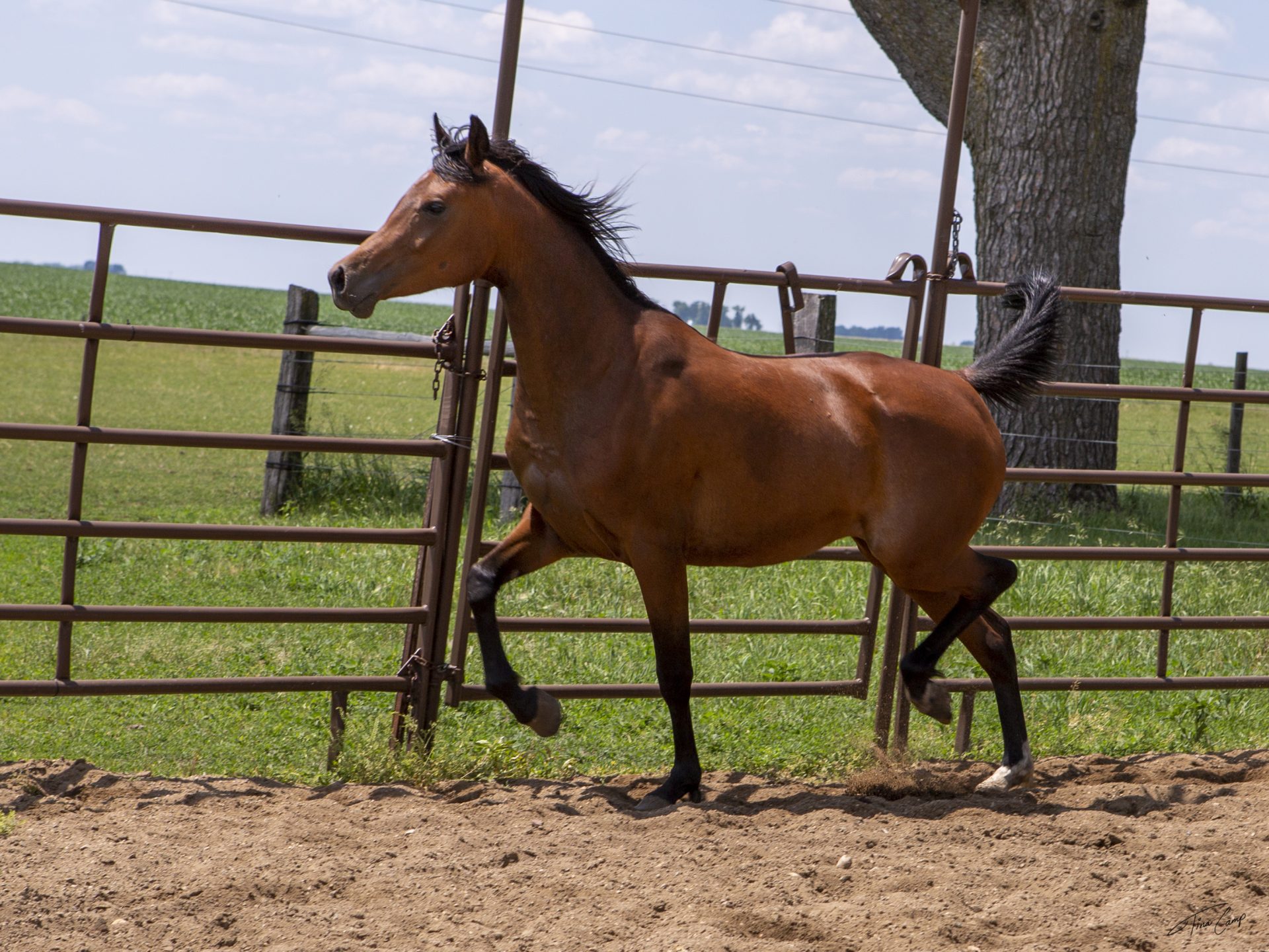 Ccatalina | Valiant Arabians